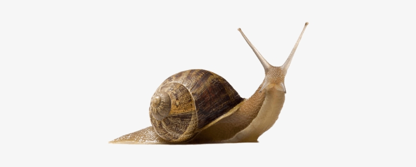 Animals - Snails - Snail Png Transparent PNG - 460x276 - Free Download ...