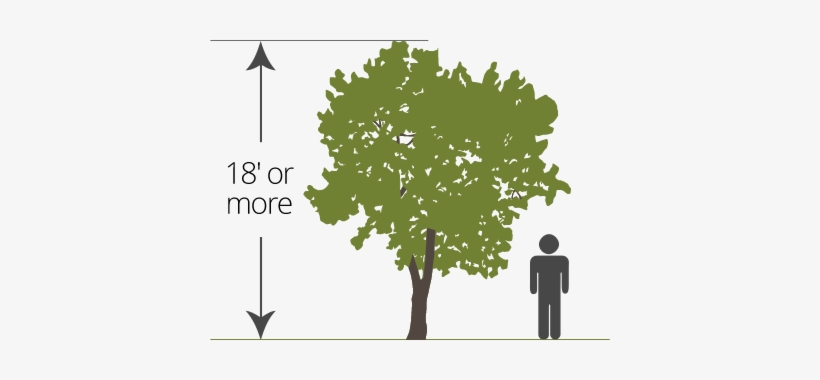 Standard Bare-root Tree Size - Size 3 Trees Tall Transparent PNG ...