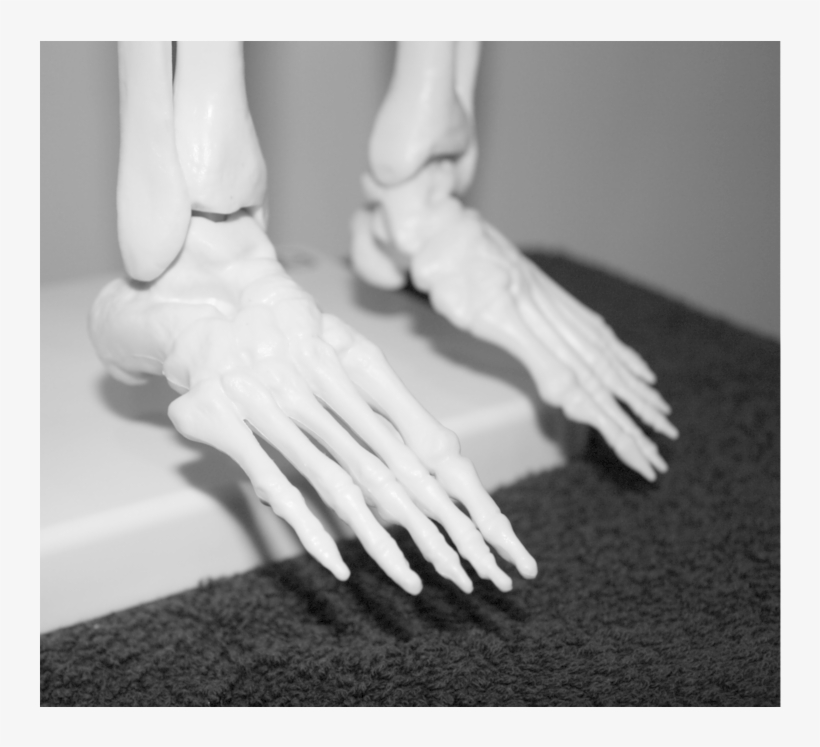 Feet - Foot Transparent PNG - 1000x666 - Free Download on NicePNG