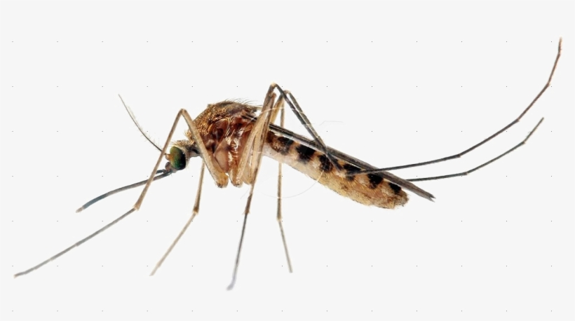 Mosquito Transparent Images Png - Mosquito Png Transparent PNG ...
