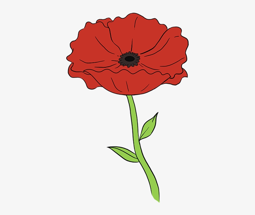 How To Draw Poppy - Draw A Poppy Step By Step Transparent PNG - 680x678 ...