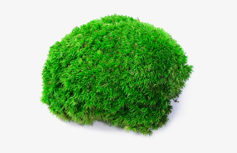 1 - Moss Transparent PNG - 600x566 - Free Download on NicePNG