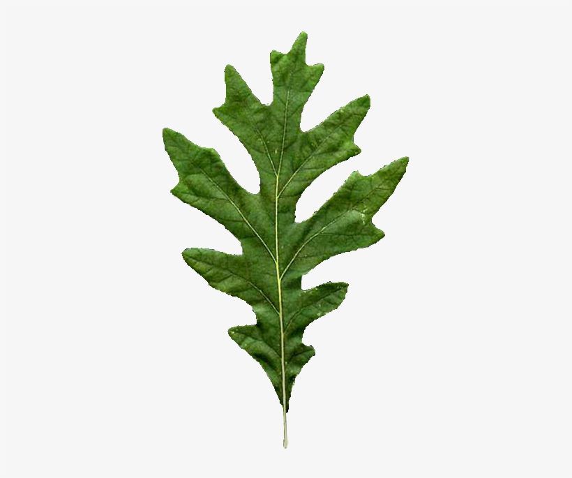 Oakleaf1 207 Kb - Quercus Alba Leaf Transparent PNG - 360x605 - Free ...