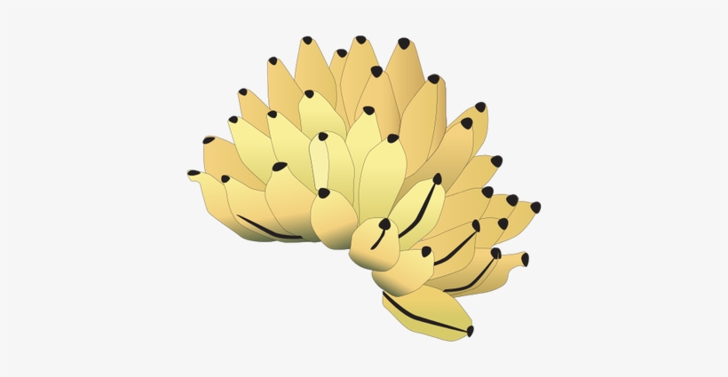 Banana Bunch Vector