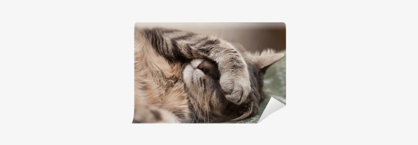 Cat Lag Transparent PNG - 400x400 - Free Download on NicePNG