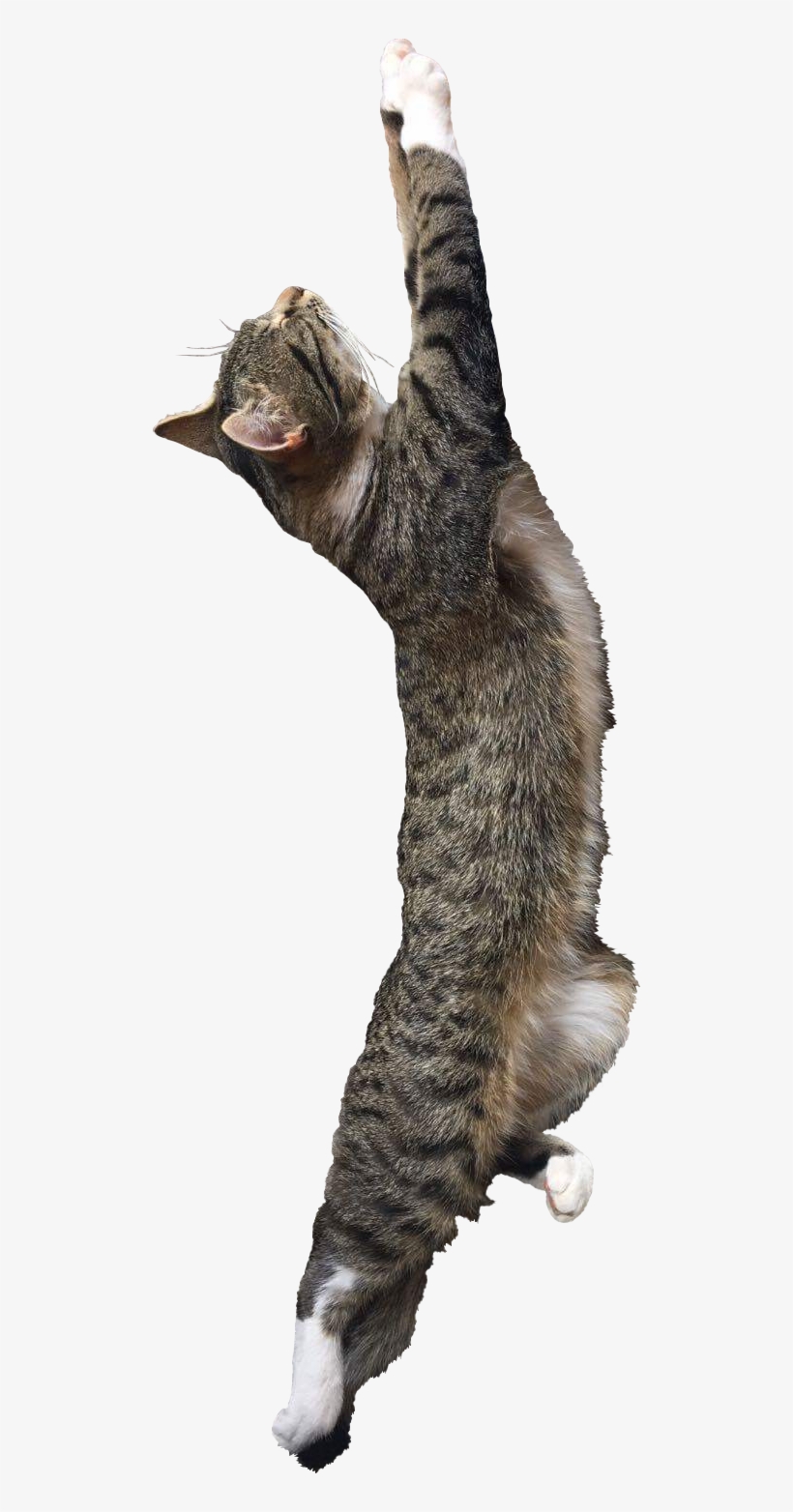 Animalsleeping Cat - Cat Yawns Transparent PNG - 504x1484 - Free ...