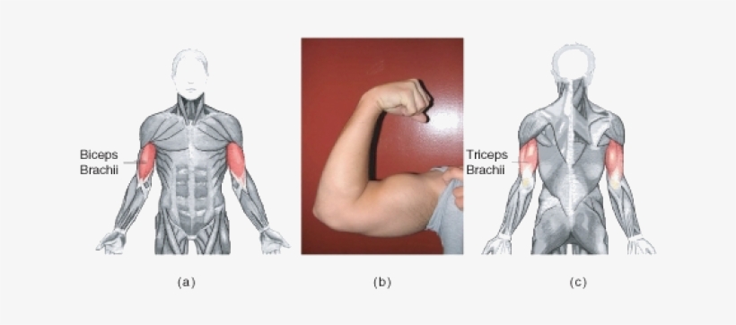 The Biceps Brachii And Triceps Brachii Act As An Atagonistic - Bicep ...
