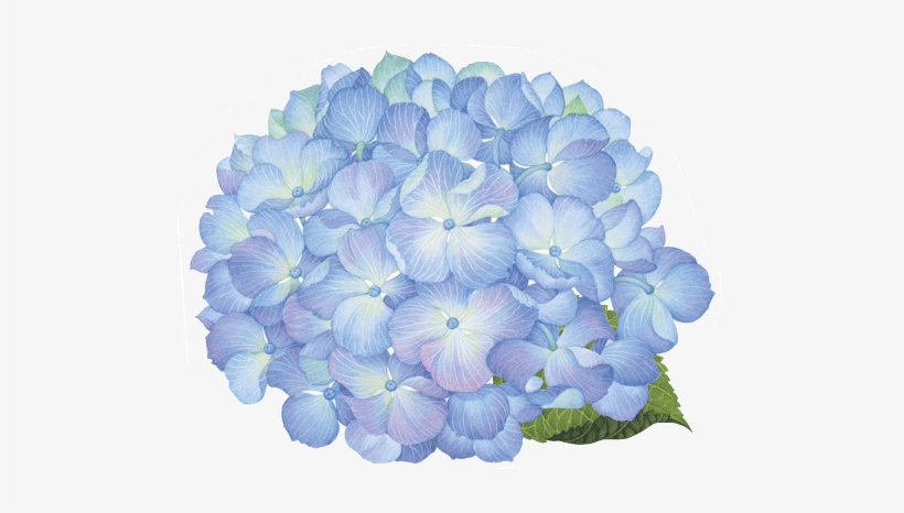 Blue Hydrangea Png Graphic Royalty Free - Hortensia Png Transparent PNG ...
