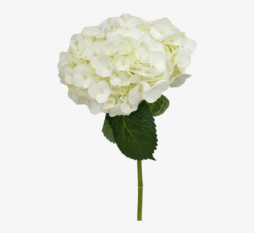 Download Hydrangea - HD Transparent PNG - NicePNG.com