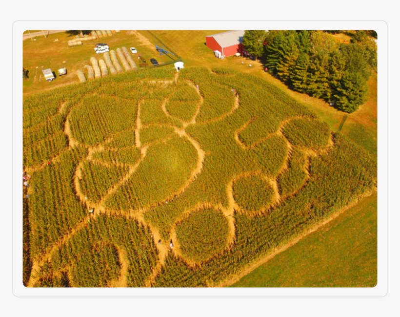 Corn Maze - Field Transparent PNG - 800x600 - Free Download on NicePNG
