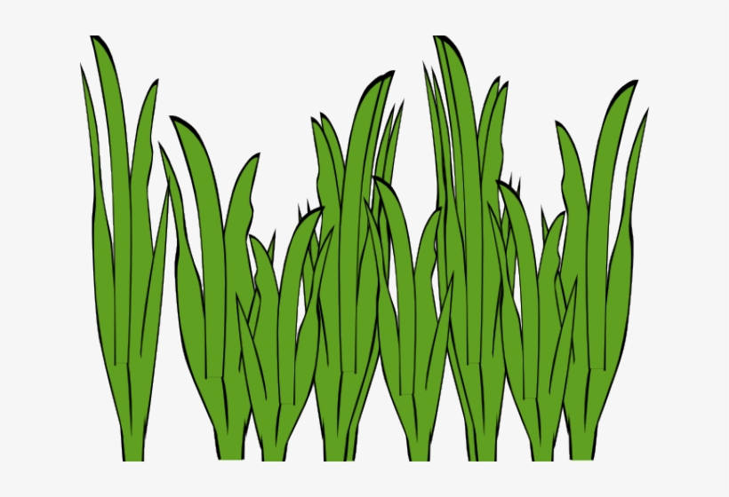 Vector Royalty Free Download Algae Free On Dumielauxepices - Cartoon ...
