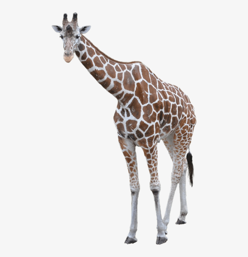 Free Png Giraffe Png Images Transparent - Transparent Background ...