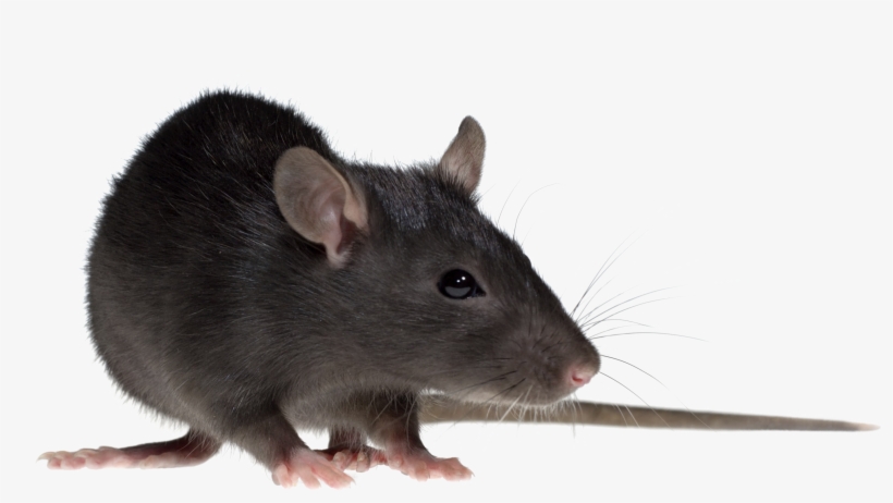 Rat Download Png Image - Rat With No Background Transparent PNG ...