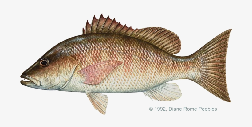 Snapper, Grey - Mangrove Snapper Png Transparent PNG - 720x343 - Free ...