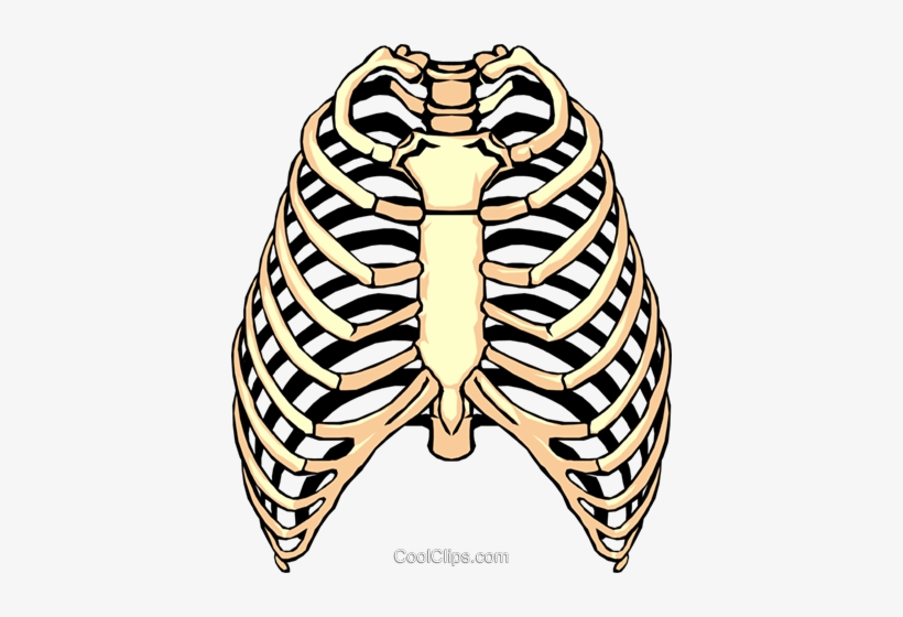 Download Rib Cage Png Clipart - Rib Clipart - HD Transparent PNG ...