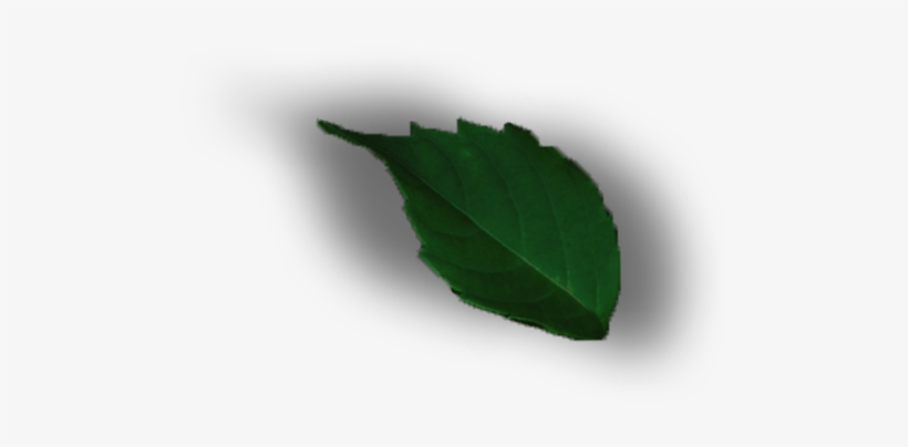 Leaf Png Design - Design Transparent PNG - 496x324 - Free Download on ...