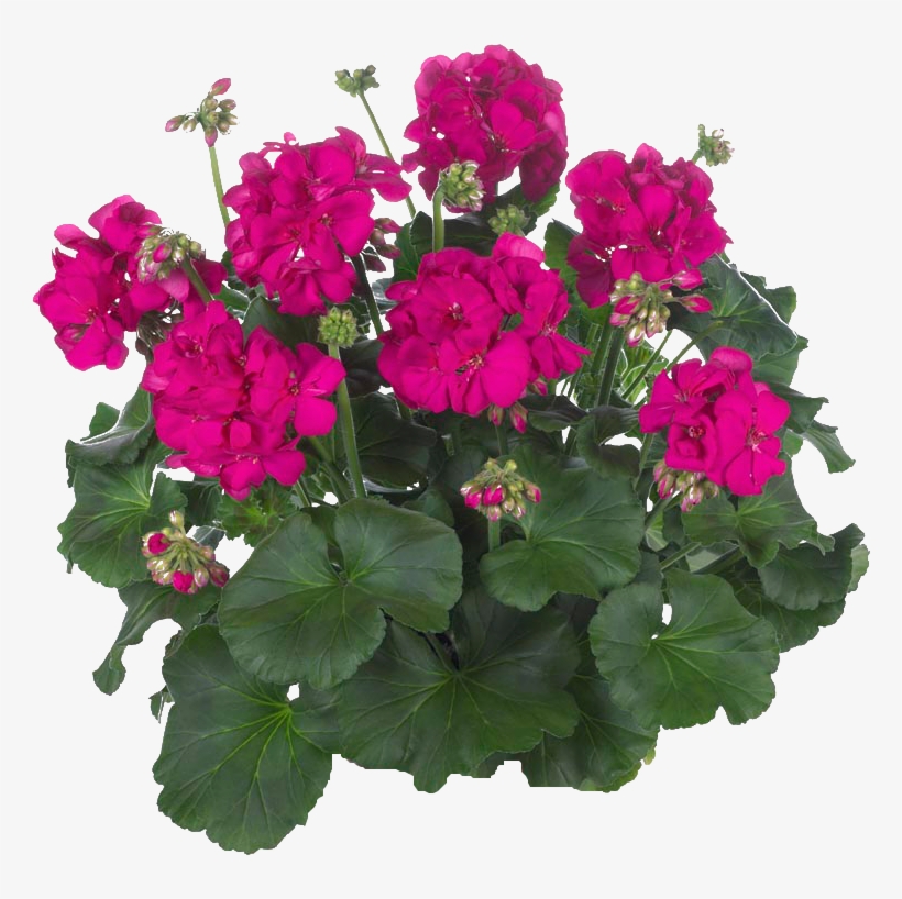 Geranium Maestro Idols Neon Violet Transparent PNG - 762x738 - Free ...