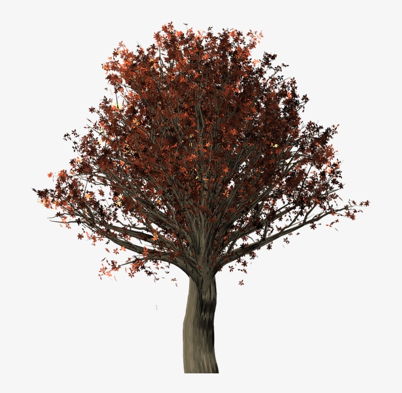 Tree, Oak, Oak Tree, Quercus, Fall Leaves, Fall Colors - Northern Red ...