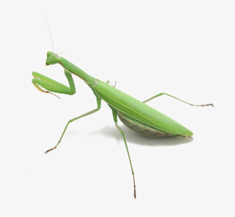 Download Mantis Png Photo - Mantis Png - HD Transparent PNG - NicePNG.com