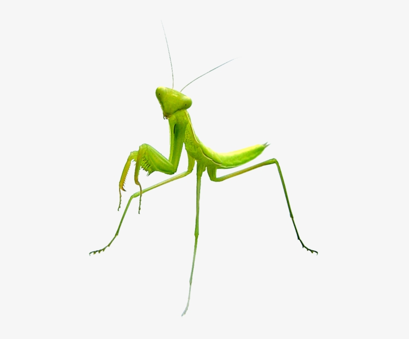 Mantis - Praying Mantis Transparent PNG - 466x600 - Free Download on ...