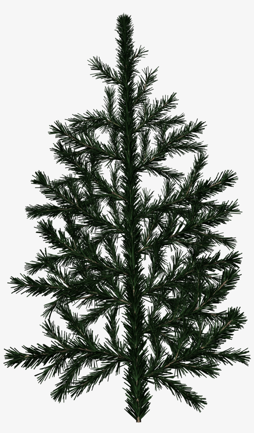 Spruce Branch - Pine Tree Branch Texture Transparent PNG - 564x600 ...