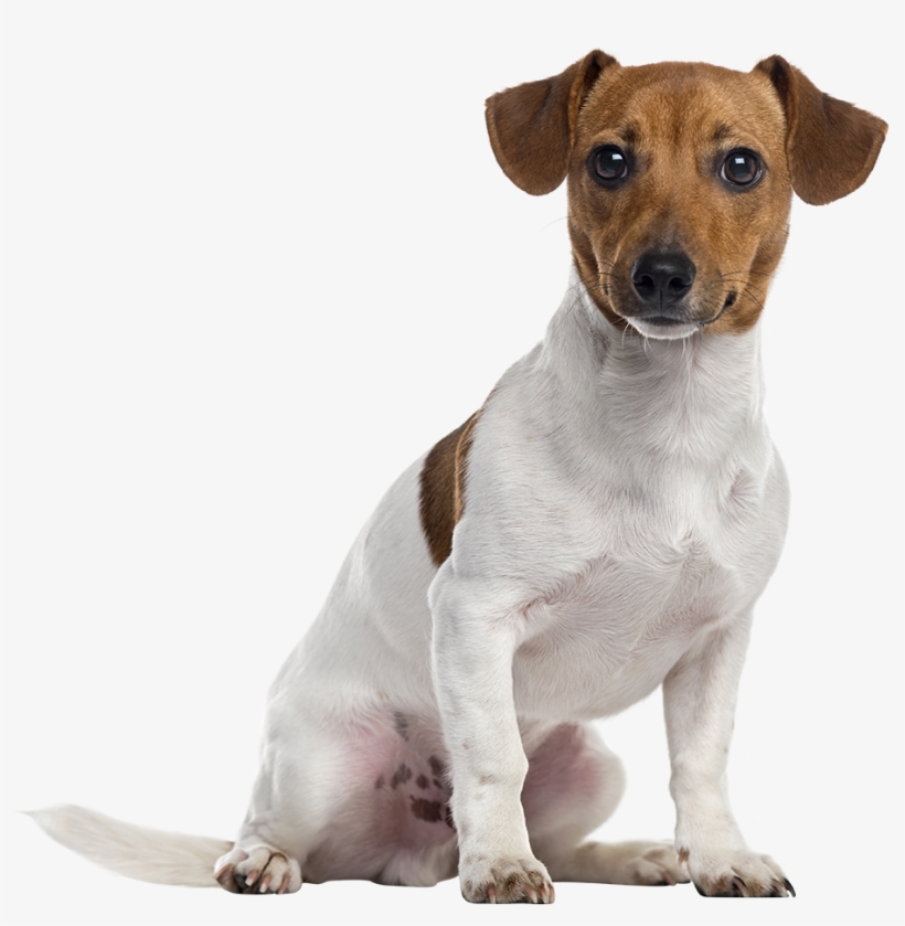 Dog Png - Dog Breed Jack Russell Terrier Transparent PNG - 1080x1019 ...