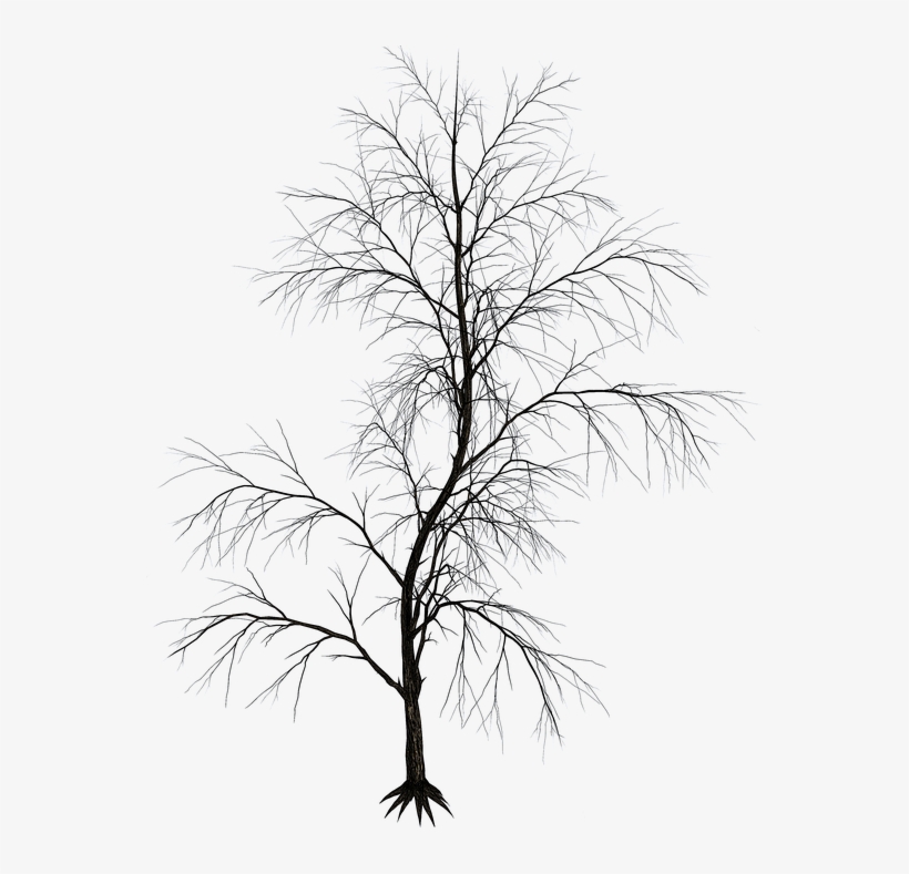 Isolated Tree, Tree, Tribe, Aesthetic, Branches - Aesthetic Tree Png ...
