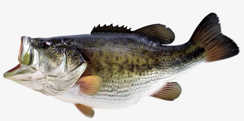 Fish Png10538 - Bass Fish Transparent Background Transparent PNG ...