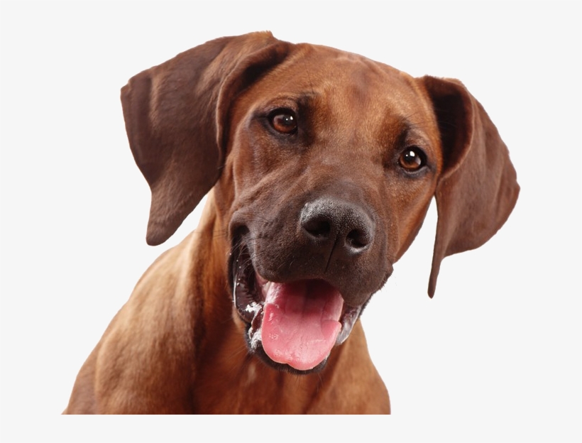 Dog Face Png Transparent PNG - 960x639 - Free Download on NicePNG