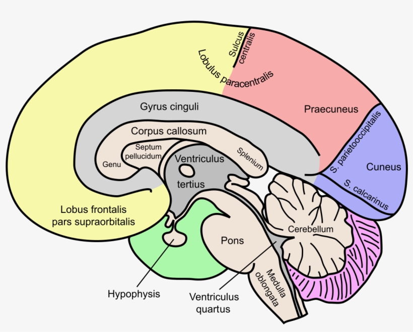 Corpus Callosum Cingulate Gyrus Transparent PNG - 1200x906 - Free ...