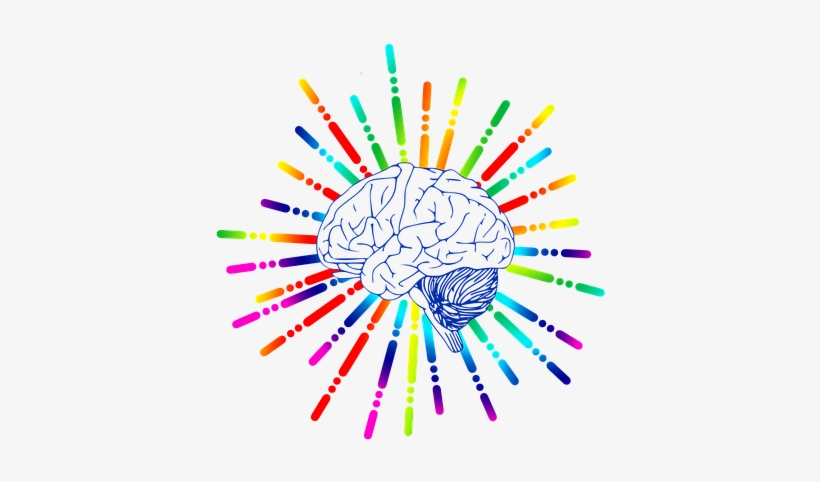 As We Grow Older, Healthy Brains Shrink And Lighten - Structure Of ...