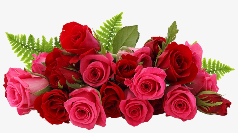 Rose Png - Rose Flowers Transparent PNG - 768x460 - Free Download on ...