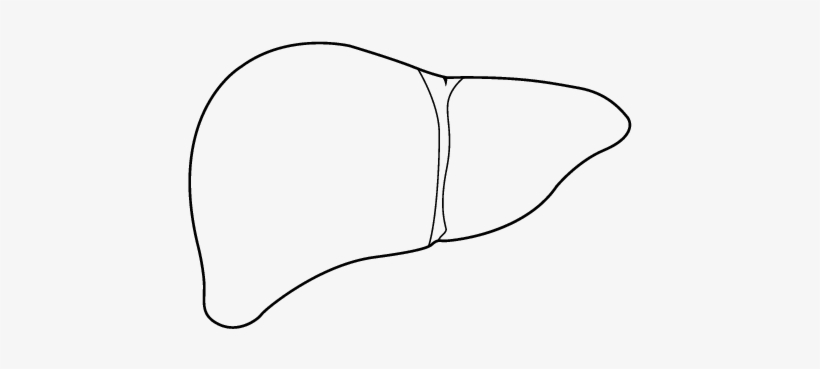 Liver Black And White Transparent PNG - 600x470 - Free Download on NicePNG