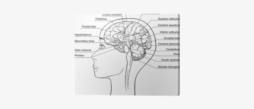 Download Midsagittal Section Of The Human Brain, Vector Canvas ...