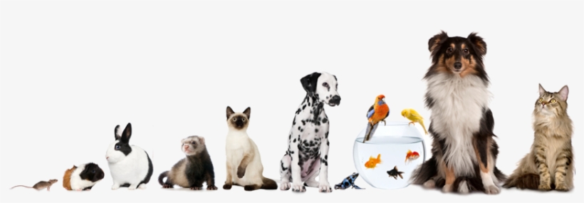 Endless "paw"sibilities - All Pets Png Transparent PNG - 1062x334 ...