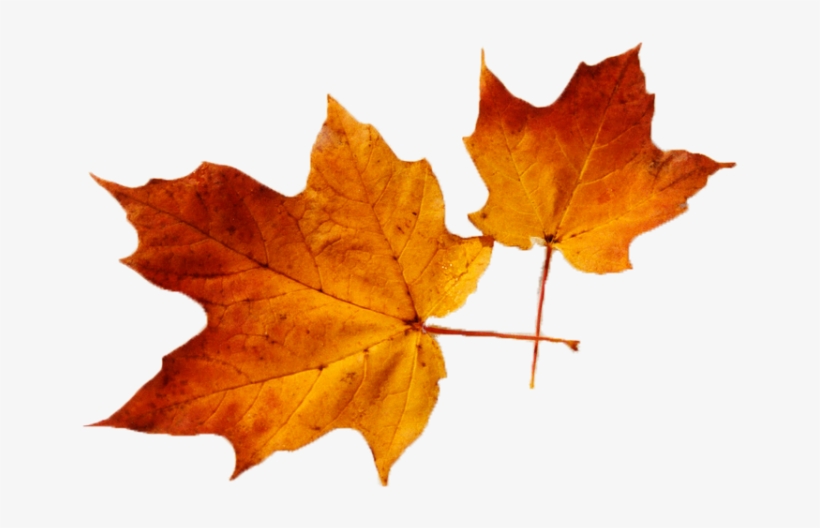 Cropped-leaves - Png Canadian Leave Transparent PNG - 960x448 - Free ...