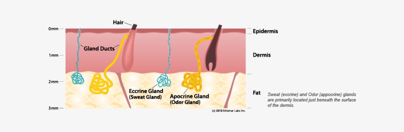 Sweat Gland Diagram - Does Sweating Work Transparent PNG - 636x194 ...