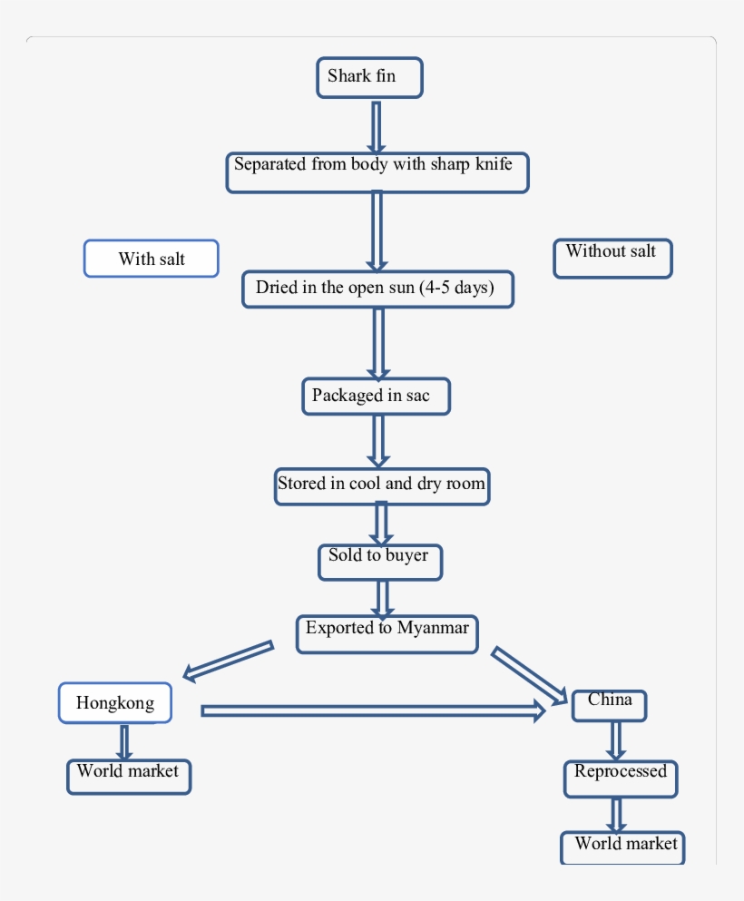 Flow Diagram Of Shark Fin Processing And Trade Channel - Flow Diagram ...