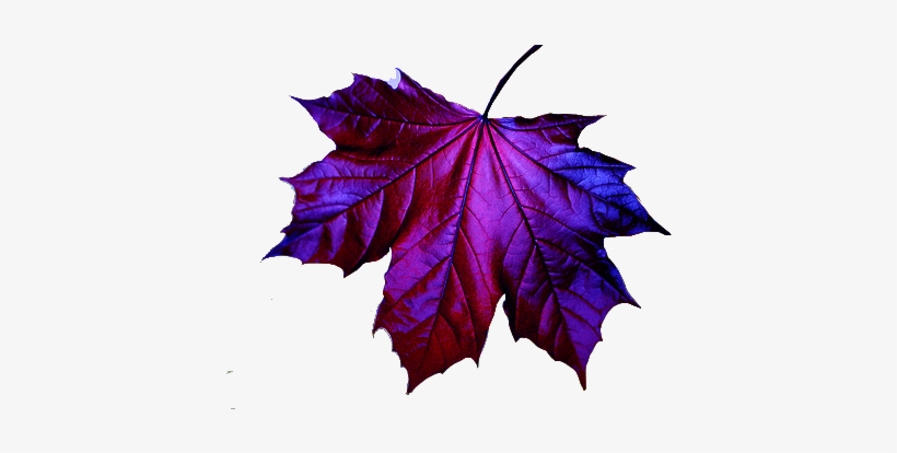 Blue Maple Leaf Png Transparent PNG - 500x333 - Free Download on NicePNG