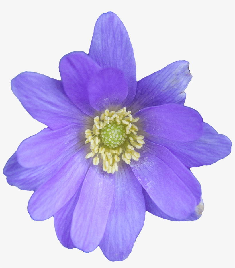 Flower Blue - Anemone Png Transparent PNG - 1175x1280 - Free Download ...