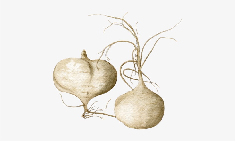 Jicama - Jícama Transparent PNG - 500x449 - Free Download on NicePNG