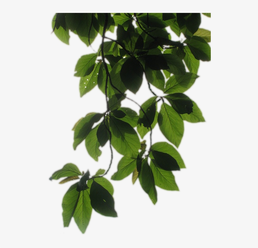 Greens Leaf Vines 20 - Transparent Background Vines Transparent ...