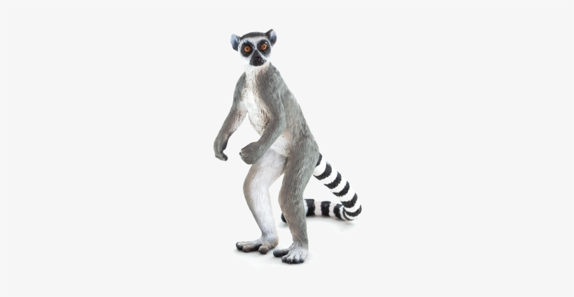 Ringtail Lemur - Animal Planet - Ring-tailed Lemur Transparent PNG ...