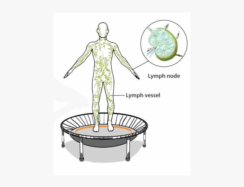 Download A Graphic Representation Of The Human Lymphatic System ...