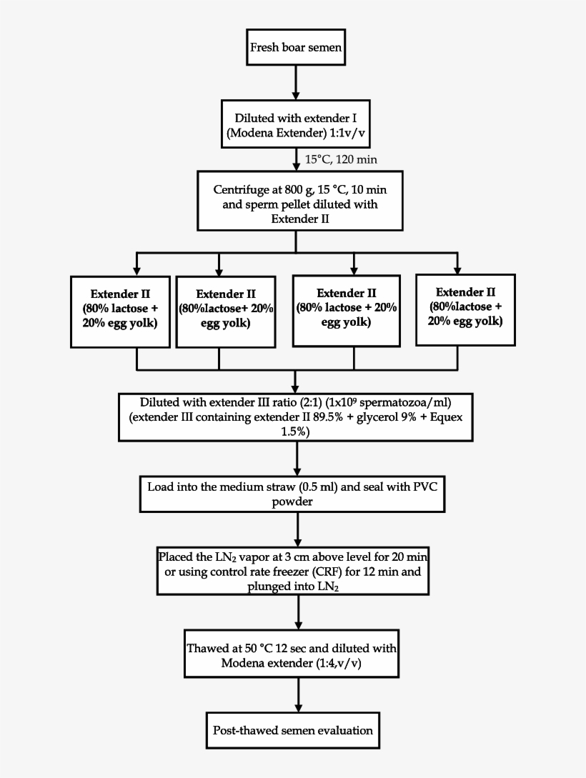 Flow Chart Of The Boar Semen Freezing Processes, Thawing - Frozen Egg ...
