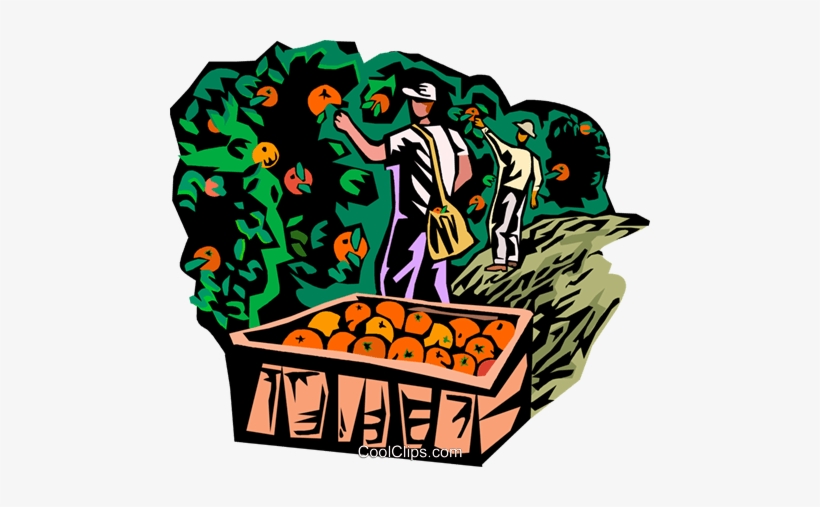 Download Picking Fruit Royalty Free Vector Clip Art Illustration ...