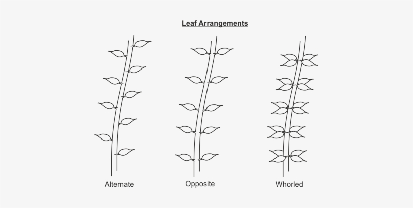 Leaf Arrangement - Fibonacci Spirals In Plants Leaves Transparent PNG ...
