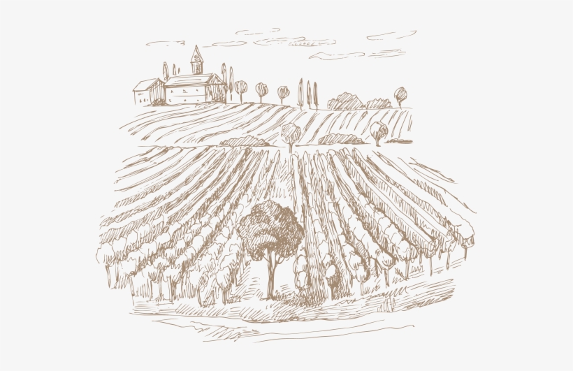 Download History - Vineyard Png - HD Transparent PNG - NicePNG.com