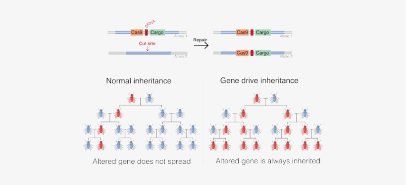 A Gene Drive Is A Genetic Engineering Technology That - Gene Drive ...