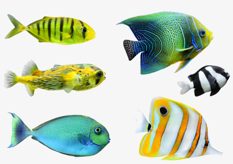 Download Tropical Fish - Tropical Fish Png - HD Transparent PNG ...